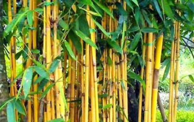 bambu kuning bibit bambu kuning penangkal setan | Lazada Indonesia
