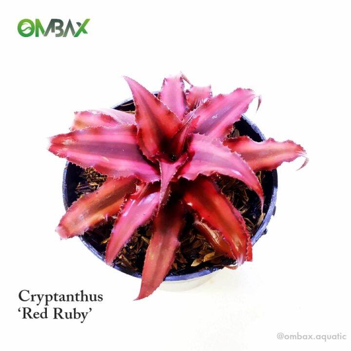 cryptanthus merah / Red Ruby - tanaman Paludarium & Terrarium - Grade A ...