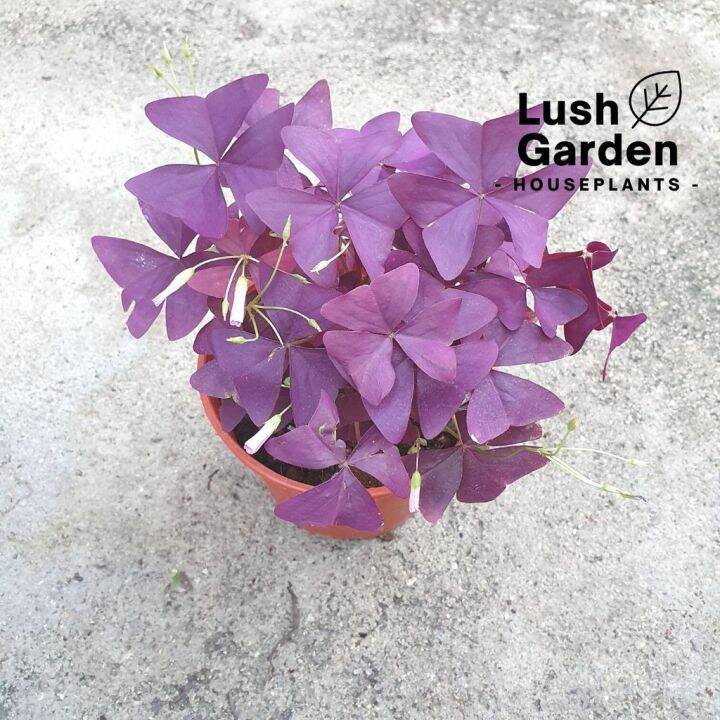 Oxalis Triangularis 150mm Pot Indoor Plant Pokok Hiasan [Lush Garden ...