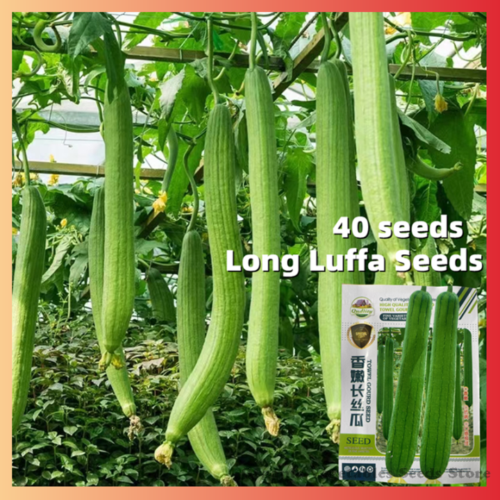 40 Seeds Early-maturing Long Luffa Seeds Benih Petola Wangi Panjang ...