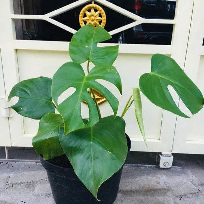 tanaman hias monstera deliciosa - bibit tanaman monstera - deliciousa ...