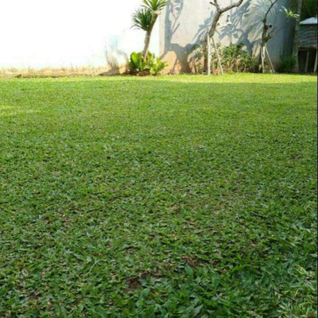 Rumput gajah mini ukuran 1x1 meter - rumput taman - rumput jepang ...