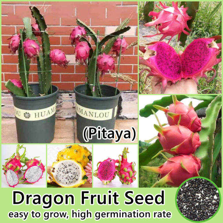 [Fast Germination] 200 seeds/pack Pitaya Seeds for Planting (Dragon ...
