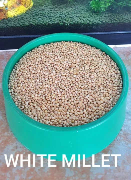 WHITE MILLET BIRD SEEDS | Lazada PH