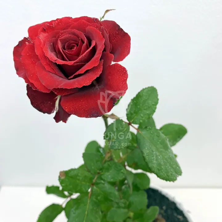 Bibit Bunga Mawar Merah Import from Holland Wisata Agrotani Mulia ...