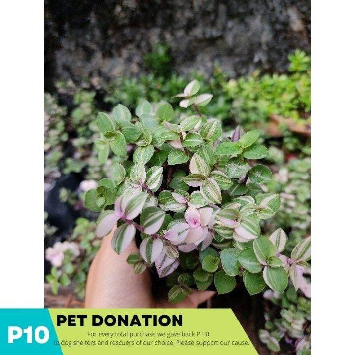 Pink Turtle Vine/ Regular Size/ Outdoor Plant Pink Plant Landscape Garden Turtle Vine Varieties ...
