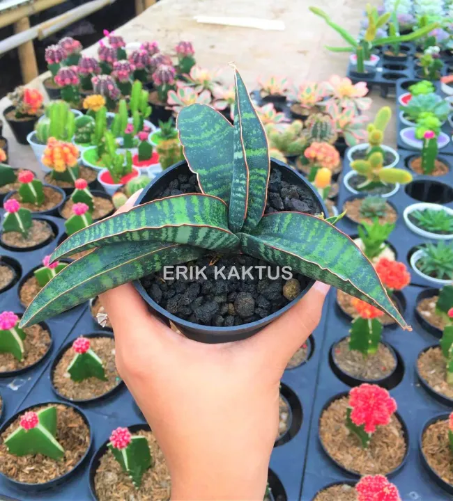 Sansevieria Kuku Bima - Bonus Pot | Lazada Indonesia