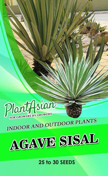 AGAVE SISAL SEEDS | Lazada PH