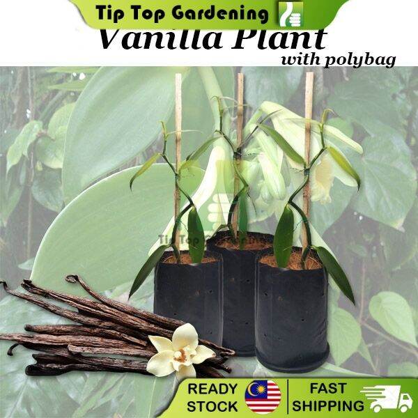 Real Live Plant Flat-leaved Vanilla Planifolia Vanilla Orchid with ...