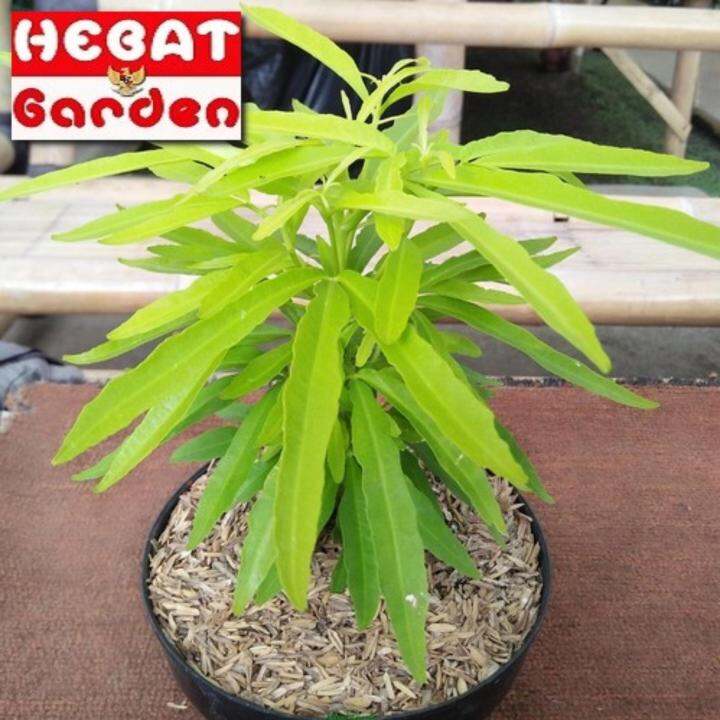 Tanaman Zodia anti nyamuk Evodia suaveolens | Lazada Indonesia