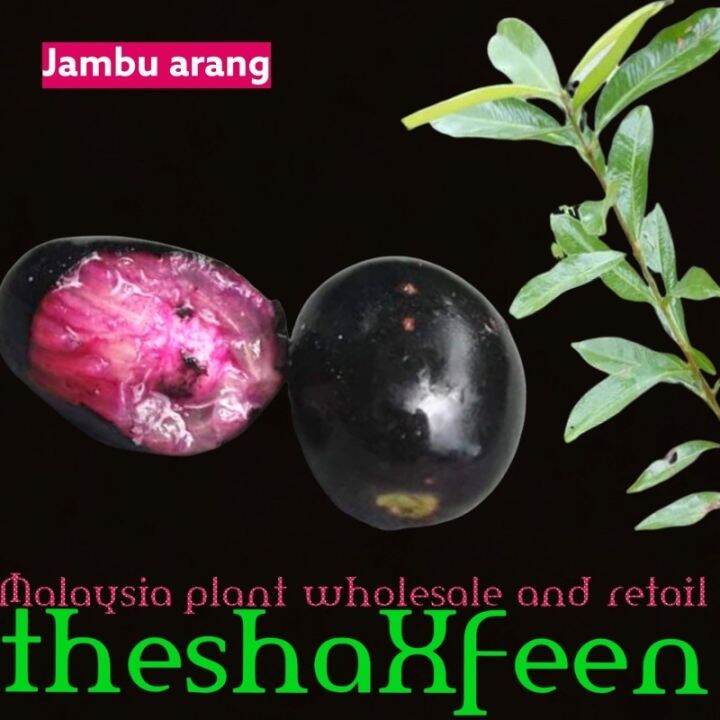 Pokok jambu arang keriang theshaxfeen | Lazada