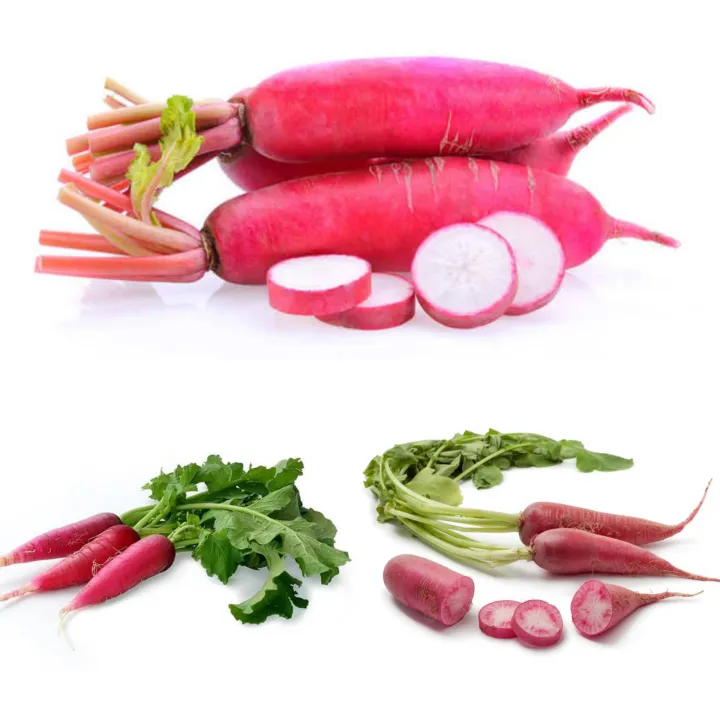 binhi pantanim 10 seeds labanos red long radish kimchi outdoor ...