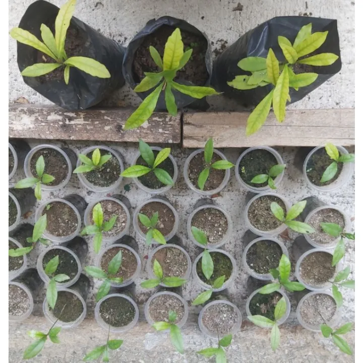 Seedlings - Magic Fruit or Miracle Berry | Lazada PH