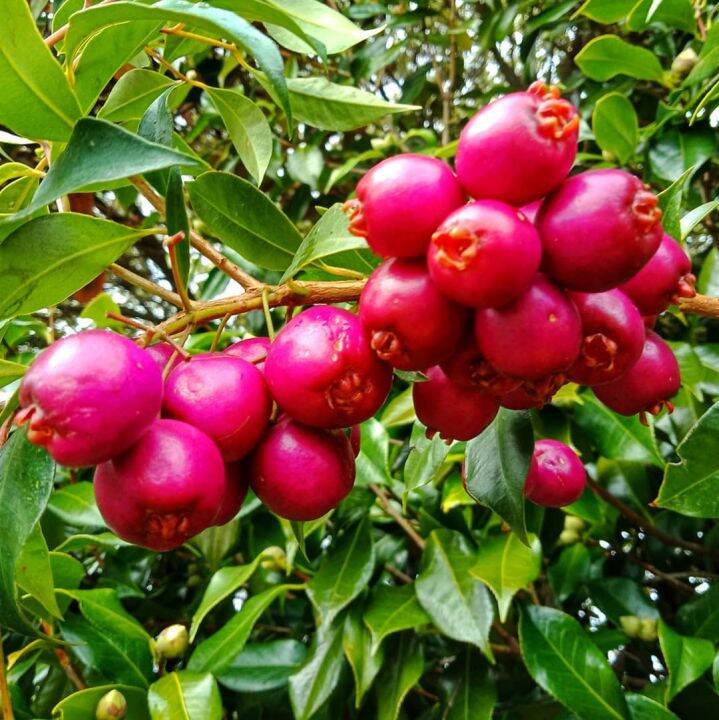 Tanaman Jambu Biji Leci Merah (Tinggi 40 - 60 cm) | Lazada Indonesia