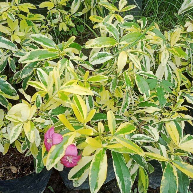 Ravenia lemonia Spectabilis Variegated | Lazada PH