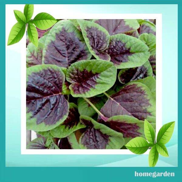 Bibit Bayam Loreng Benih Bayam Batik Tanaman Sayuran Bibit Bayam ...