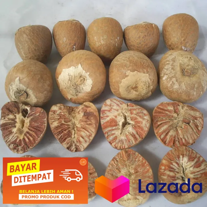 buah pinang kering/jambe kering 100 gr | Lazada Indonesia