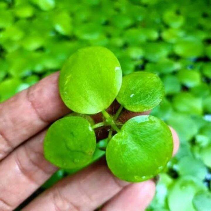Amazon Frogbit Tanaman Air Aquascape | Lazada Indonesia