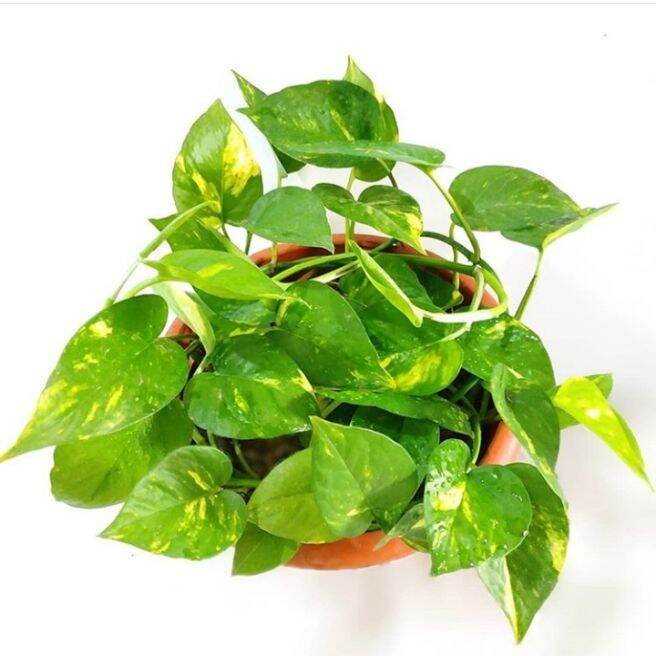 Tanaman hias sirih gading hijau - Sri gading hijau | Lazada Indonesia