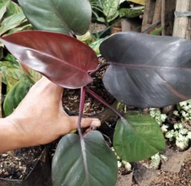 Tanaman Hias Philodendron Dark Lord / philo Hitam | Lazada Indonesia