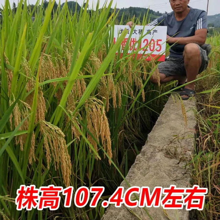 50 grain rice seeds hybrid high quality long grain rice high yield rice ...