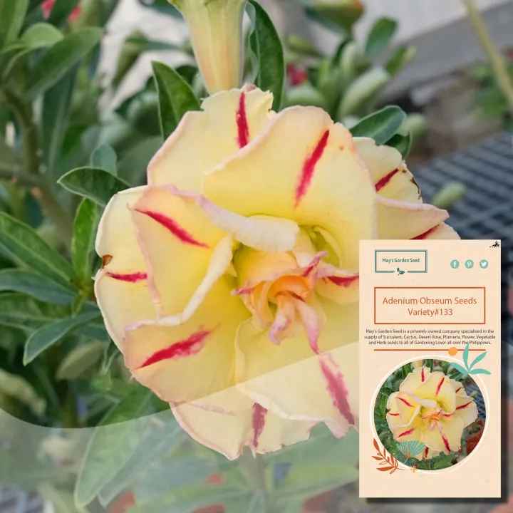 Red Stripe Yellow Desert Rose Seeds,Adenium Obesum Seeds – Variety#133 ...