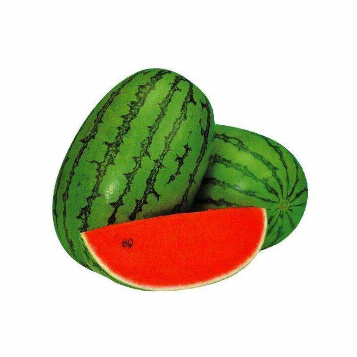 5 BUTIR BIJI/BENIH SEMANGKA HIBRIDA MERAH LONJONG/GAJAH | Lazada Indonesia