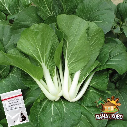 Pechay Black Behi Vegetable Seeds(It's a seed, not a plant!) | Lazada PH