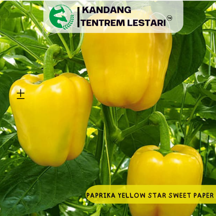 Benih Paprika Kuning 10 biji Yellow star kualitas unggul | Lazada Indonesia