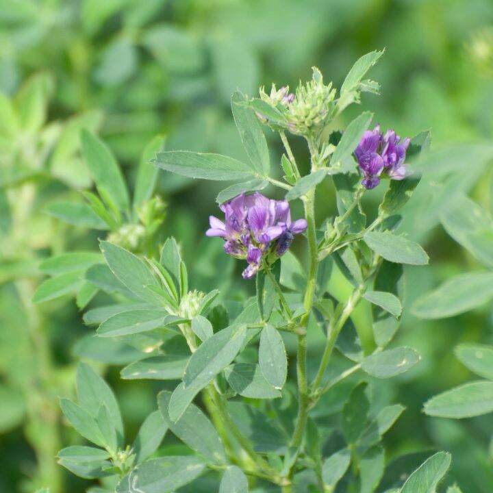 เมล็ดพันธุ์ อัลฟัลฟ่า (Organic Alfalfa Seed) บรรจุซื้อ 1 แถม 1，50 เมล็ด ...