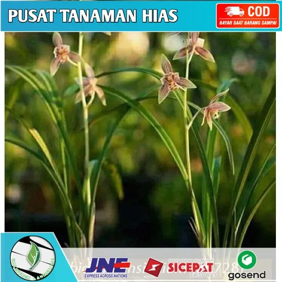 cymbidium ensifolium/anggrek tanah kuning/anggrek tanah cantik | Lazada ...