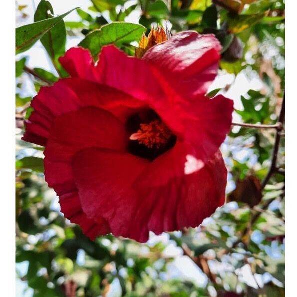 เมล็ดดอกไม้/เมล็ดฝ้ายแดง (Ceylon cotton, Chinese cotton, Tree cotton ...