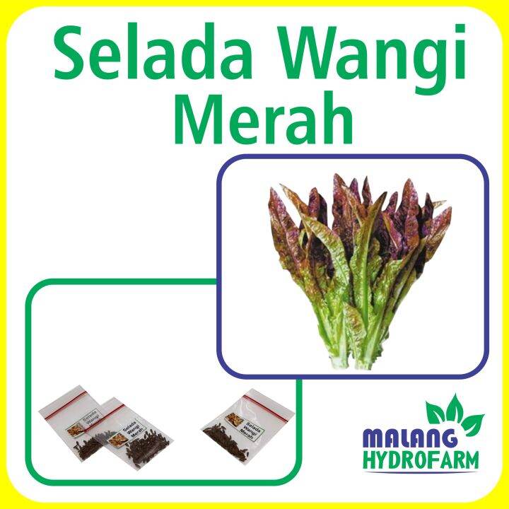 Benih Selada Wangi Merah Unggulan Berkualitas biji bibit repack sayuran ...