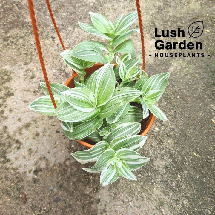 Tradescantia fluminensis 'Albovittata'/Giant White Inch Plant 150mm Pot ...