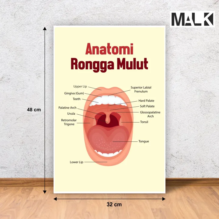 Poster Anatomi Mulut | Lazada Indonesia