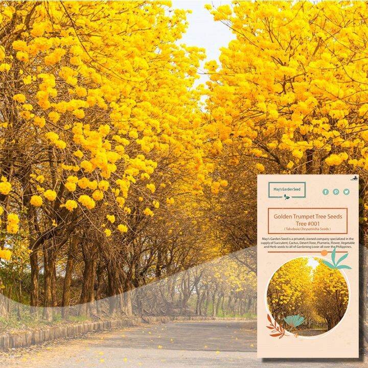 Golden trumpet tree seeds, money tree seeds, 50 plant tree seeds ...