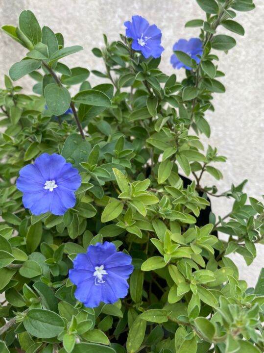 Blue Diamond / Blue Daze / Brazilian Dwarf Morning Glory. [LIVE PLANT ...