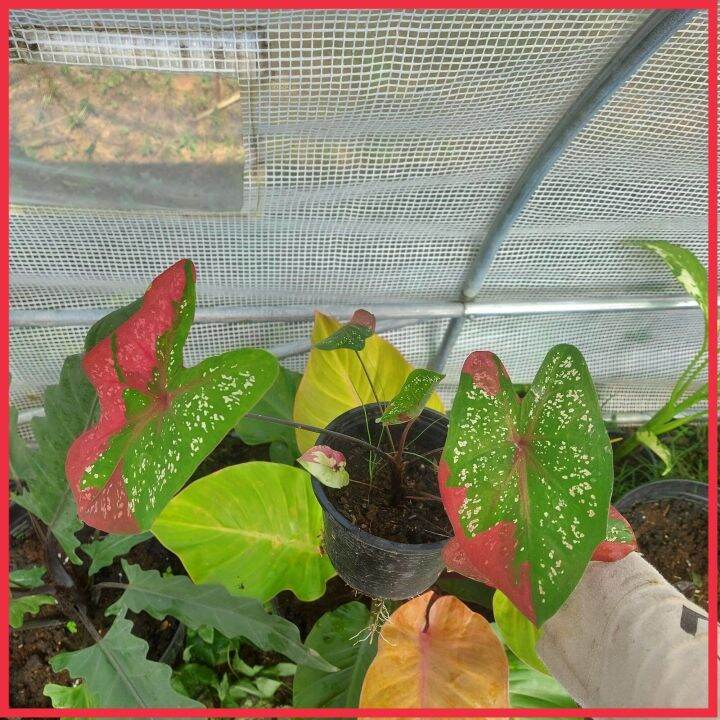 Nadthida บอนสีนางใหม ต้นใหญ่ กระถาง 6 นิ้ว สวยตามรูป นางใหม บอนสีนางไหม Nadtida ต้นไม้ตายระหว่าง ...