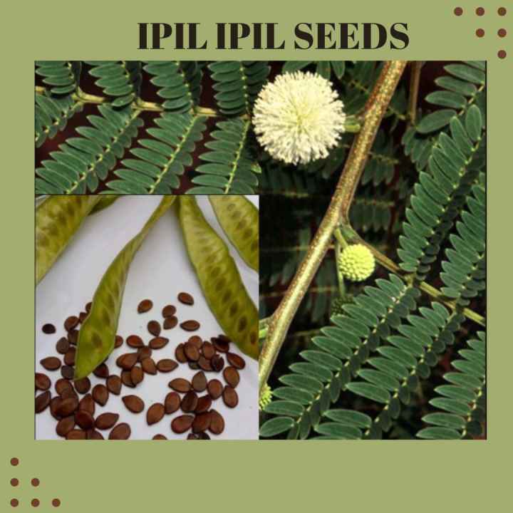 Acid IPIL IPIL Seeds ( 50 pcs ) Leucaena Leucocephala | Lazada PH
