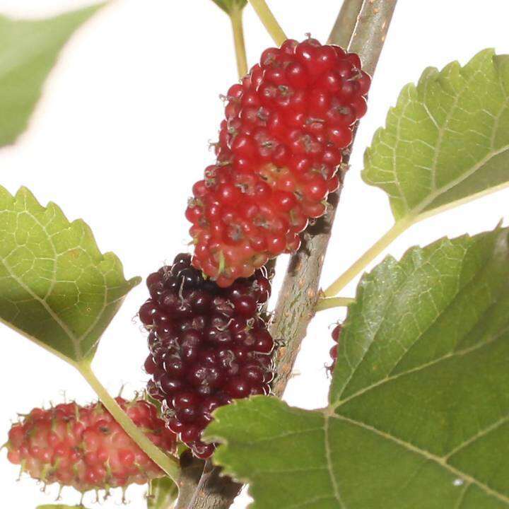 Morus spp., Mulberry Fruit Tree | Lazada PH