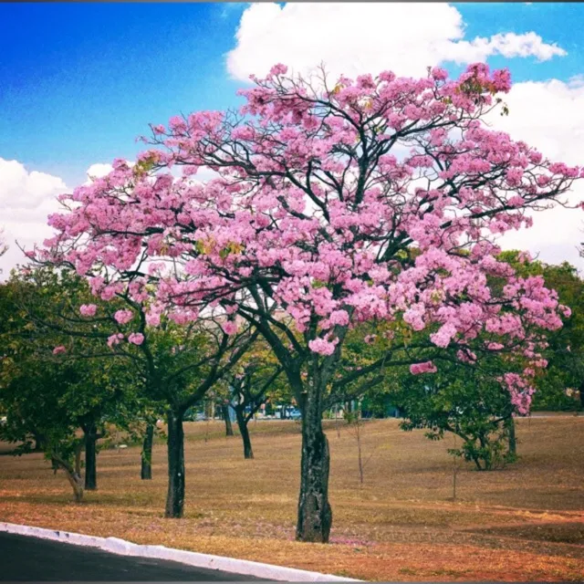 Palawan Cherry Blossom Seeds TR12 - seed of High germination Flower ...