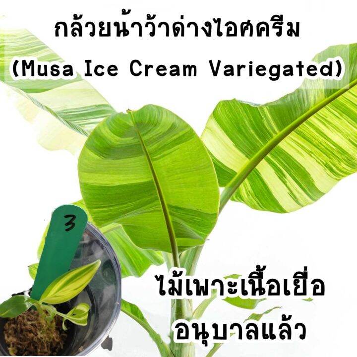 กล้วยน้ำว้าด่างไอศครีม (Musa Ice Cream Variegated) ไม้เพาะเลี้ยง ...