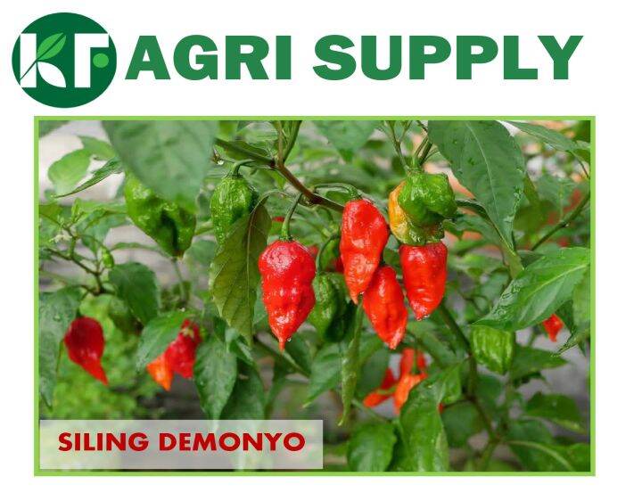 HIGH YIELDING SILING DEMONYO EASY TO GROW VEGETABLE SEEDS (APPROX. 25 SEEDS) - HIGH YIELDING ...