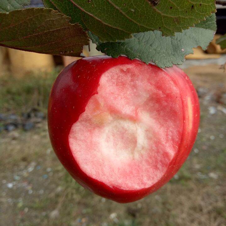 Swiss red meat apple seedlings love fruit tree potted ground planting ...