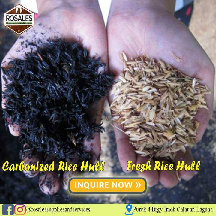 Fresh Rice Hull (1 Kg per pack ) Best for Halaman Maganda sa Halaman at ...