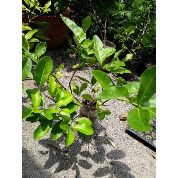 Marcotted Dayap / Dalayap / Key lime 100% with roots | Lazada PH