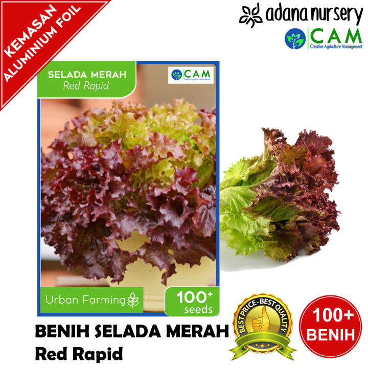 Benih / Biji Selada Merah Red Rapid Repack - Berkualitas - 100+ Seeds ...
