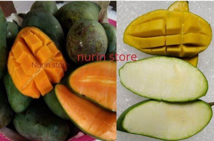 BUAH MANGGA LEMAK MANIS SEKILO/BUAH PAUH | Lazada