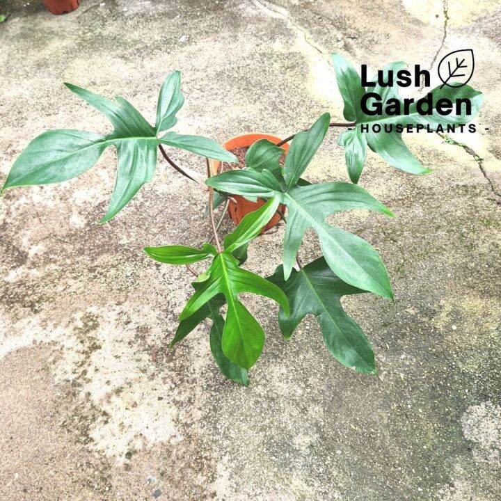 Philodendron Rudolph 150mm Pot Indoor Plant Pokok Hiasan [Lush Garden ...