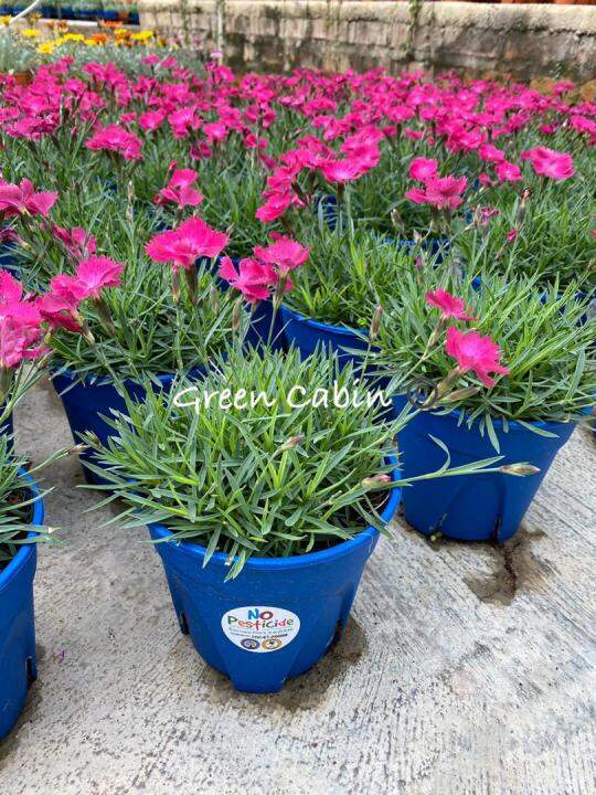 Clove Pink Carnation Pokok Bunga Teluki 粉康乃馨 Cameron Highlands [Potted ...